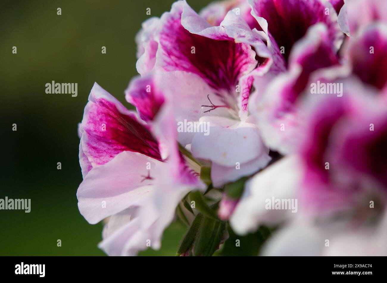 Regal purple majesty hi-res stock photography and images - Alamy