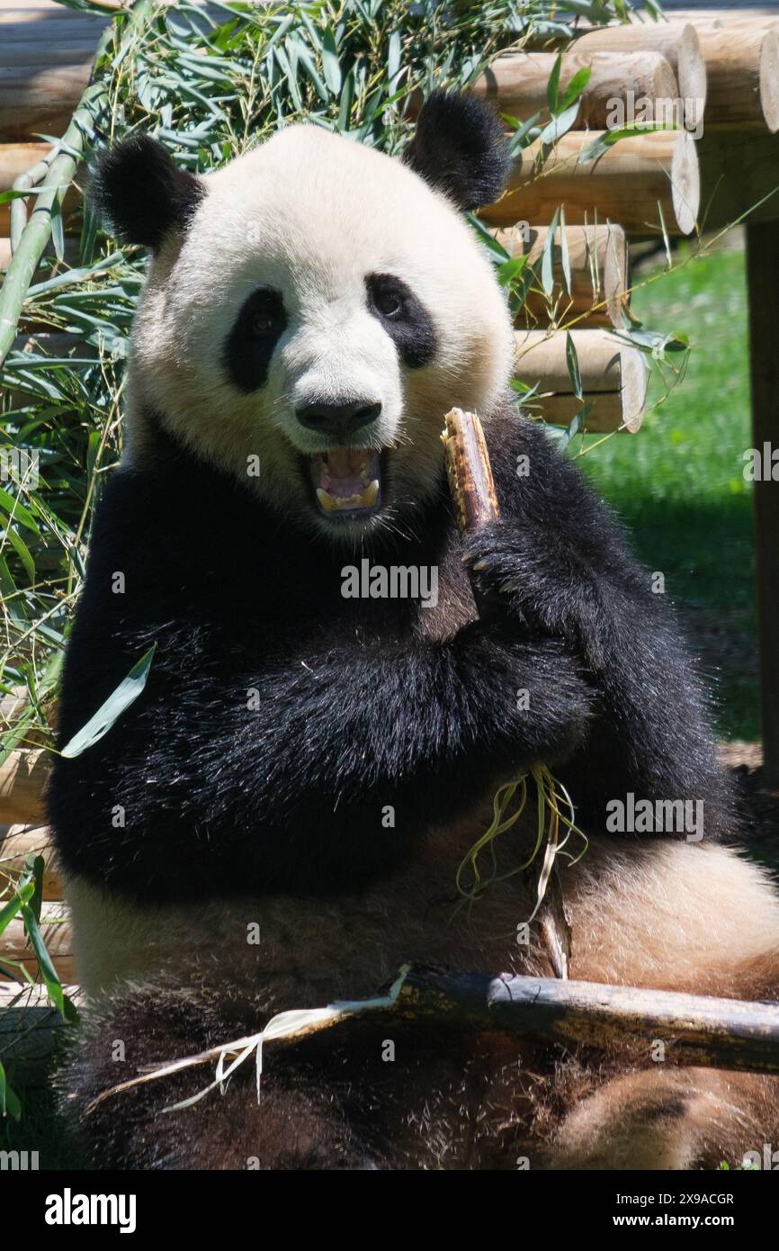 Queen Sofia of Spain presides over the presentation ceremony of the two ...