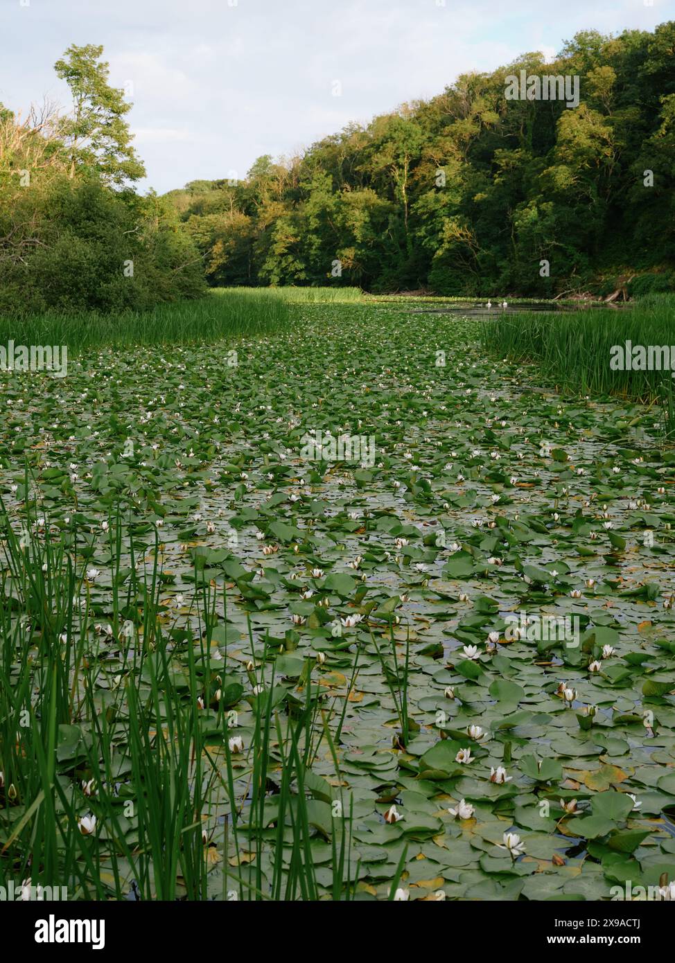 The summer evening Water Lily pond landscape of Stackpole Pembrokeshire ...