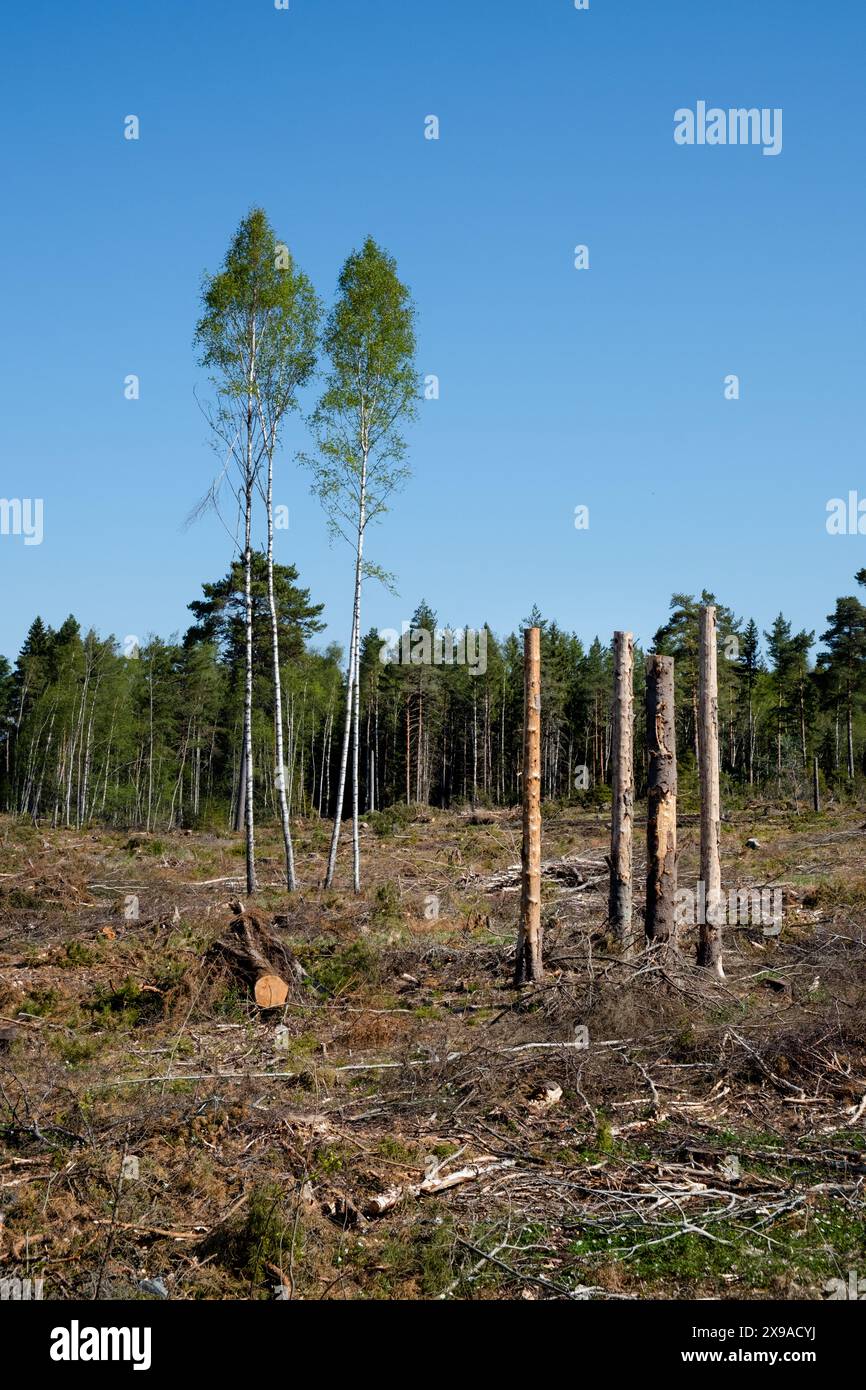 FOUR TREES, FOUR STUMPS, WOOLAND CLEARANCE, LEMLAND, ÅLAND: Four trees ...