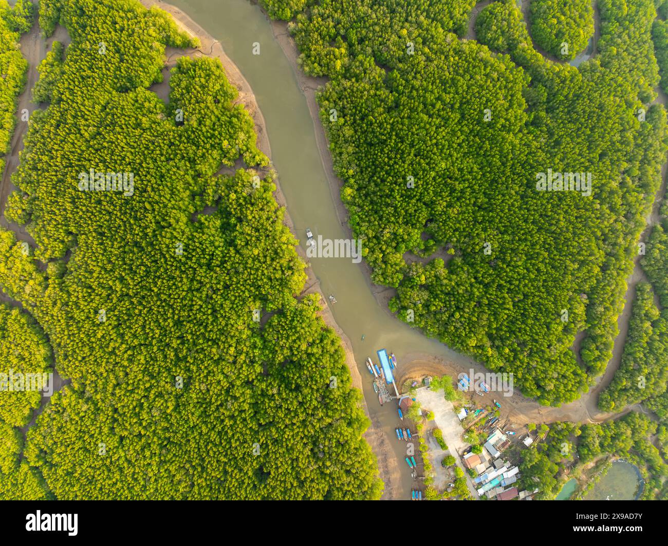 Amazing abundant mangrove forest, Aerial view of forest trees ...