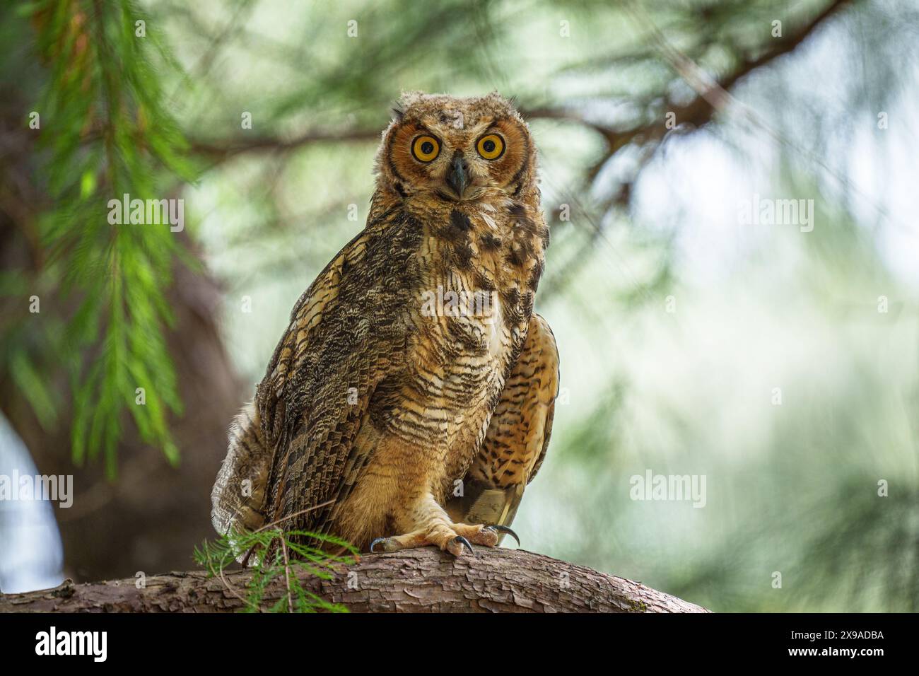 Great Horned Owl perched Stock Photo - Alamy