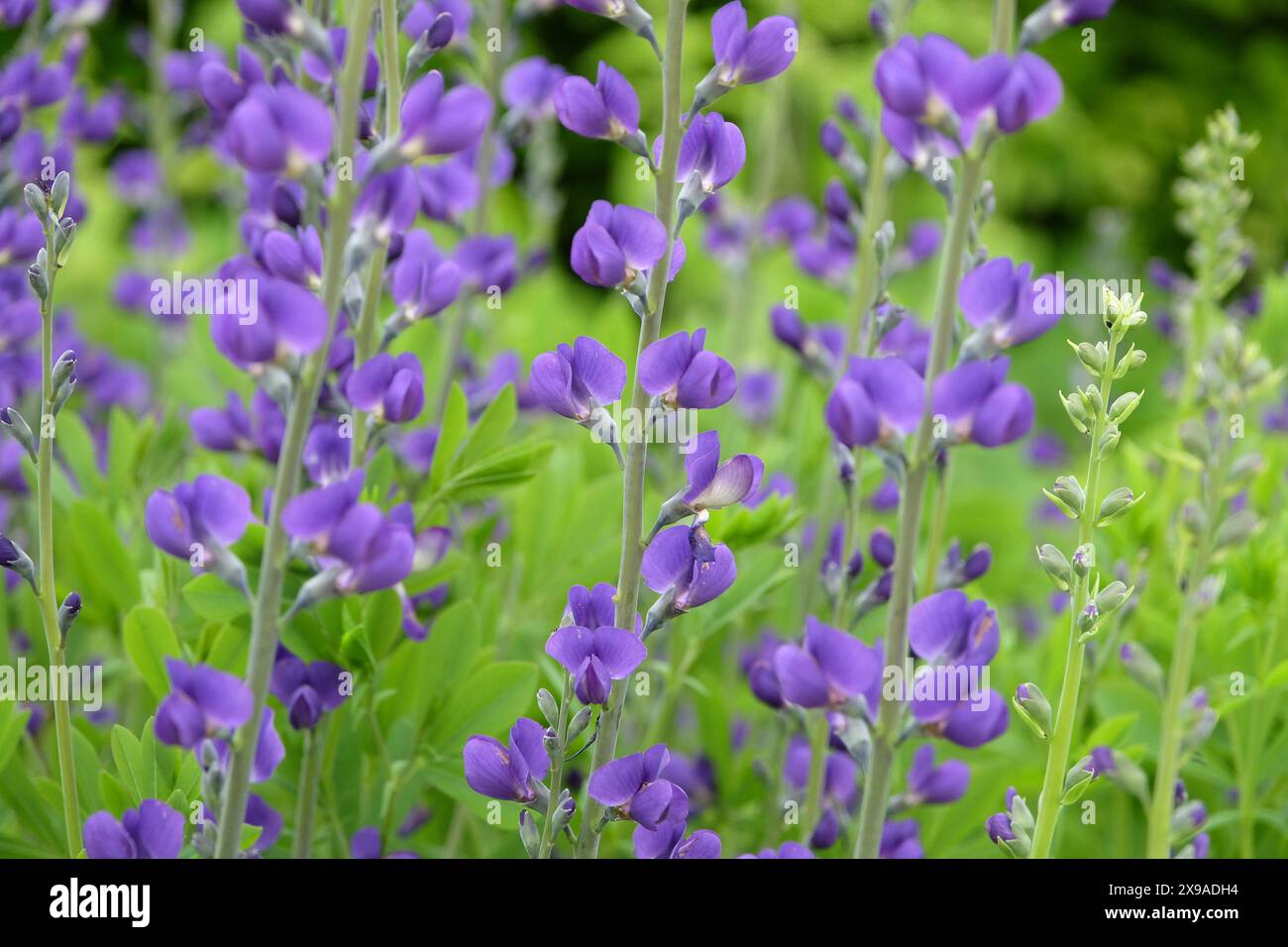 Baptisia australis, commonly known as blue wild indigo or false indigo in flower Stock Photo - Alamy
