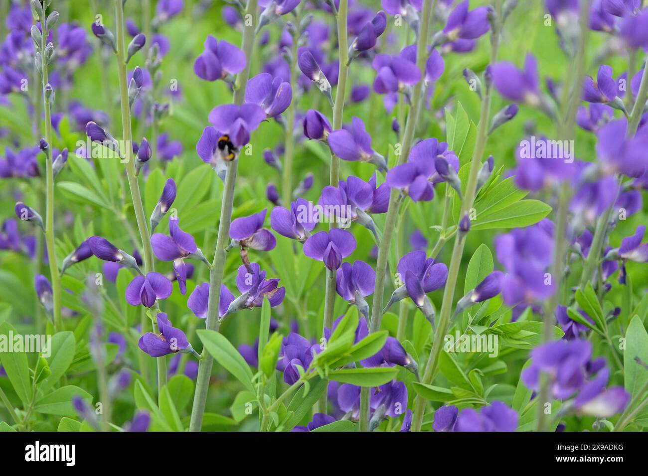 Baptisia australis, commonly known as blue wild indigo or false indigo ...