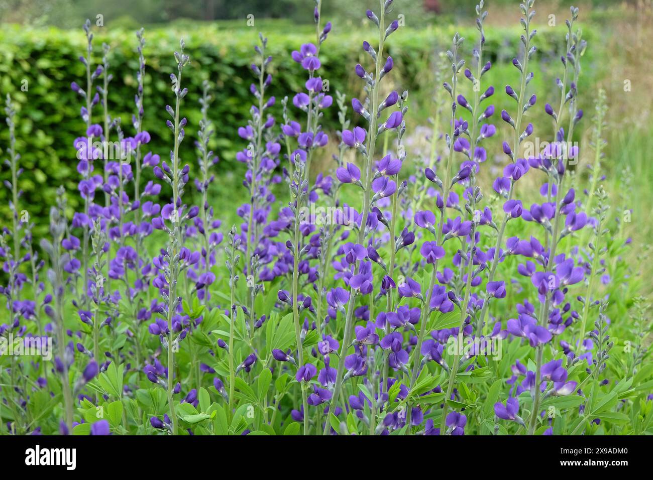 Baptisia australis, commonly known as blue wild indigo or false indigo ...
