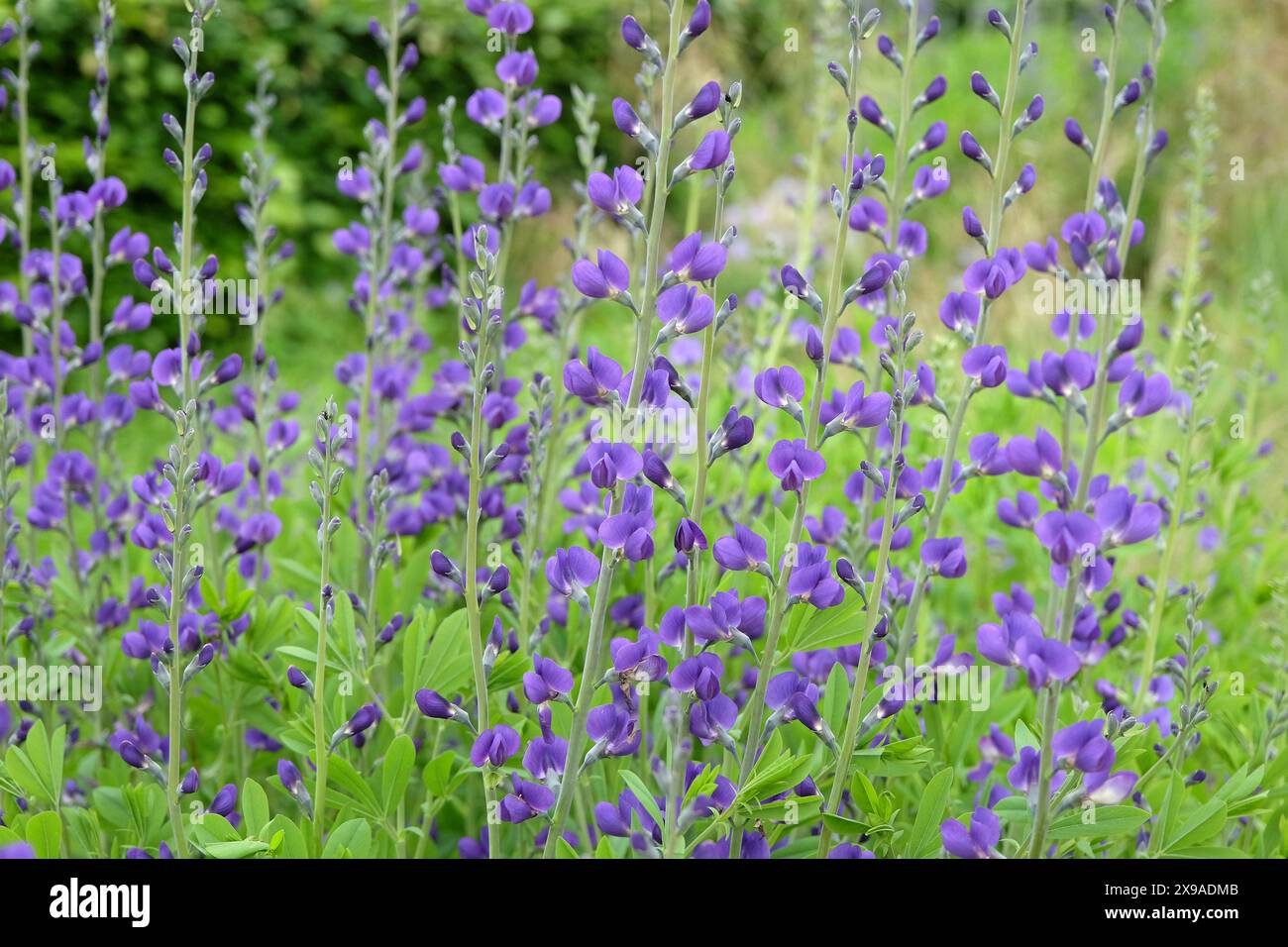 Baptisia australis, commonly known as blue wild indigo or false indigo ...