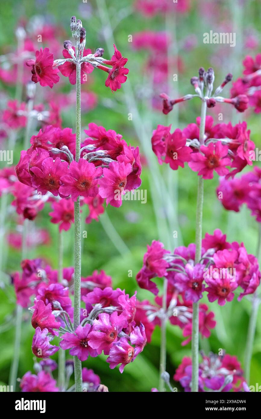 Purple Primula pulverulenta, also known as mealy primrose, in flower ...