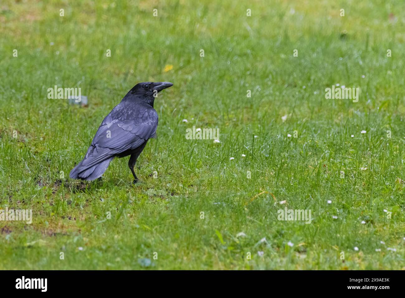 Crow landing on field hi-res stock photography and images - Alamy