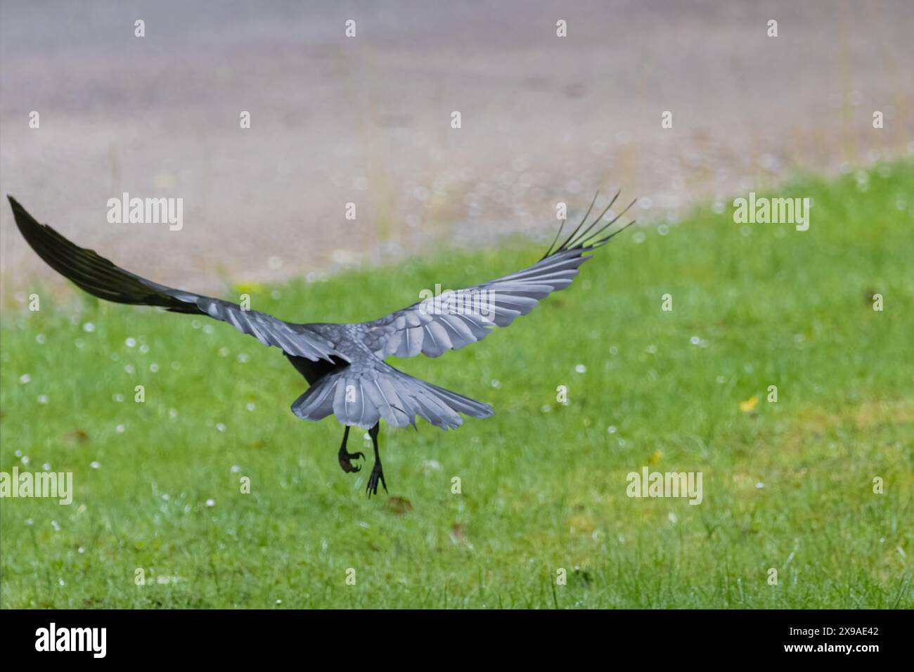 Crow landing on field hi-res stock photography and images - Alamy