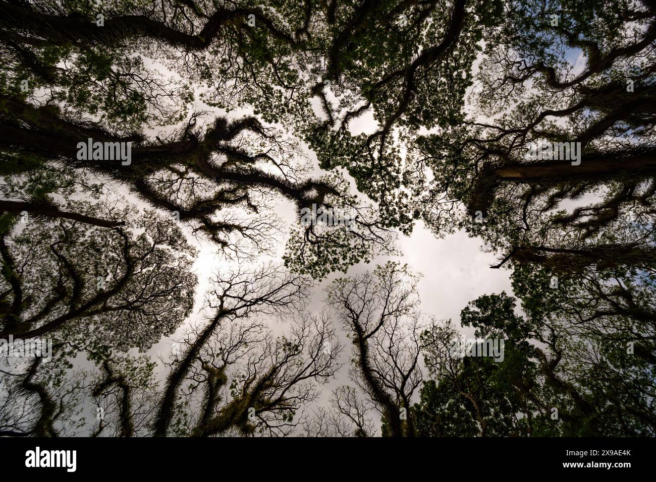 Amazing Bottom view of Giant trees with Huge trunks and Branches at De ...