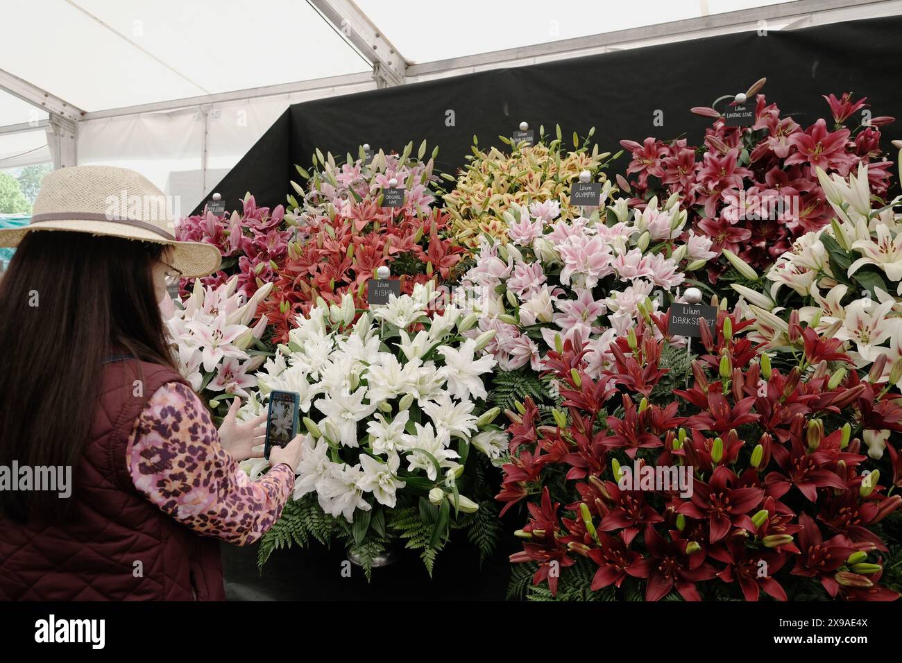 Woman photographing floral display at the annual Malvern Spring ...