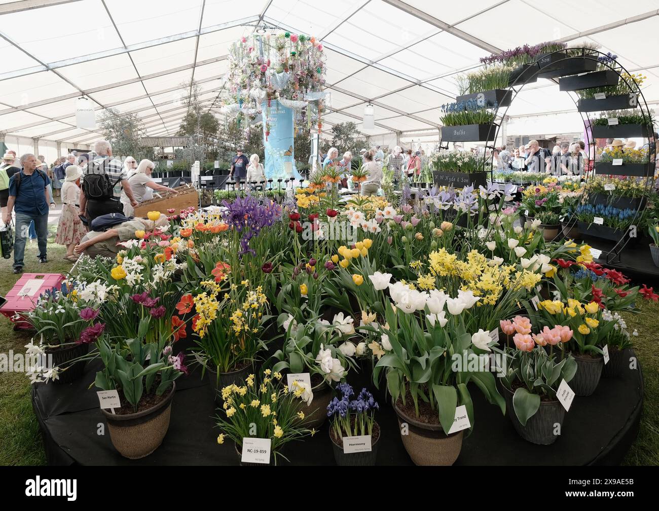 RHS floral display at the annual Malvern Spring Festival flower show in ...