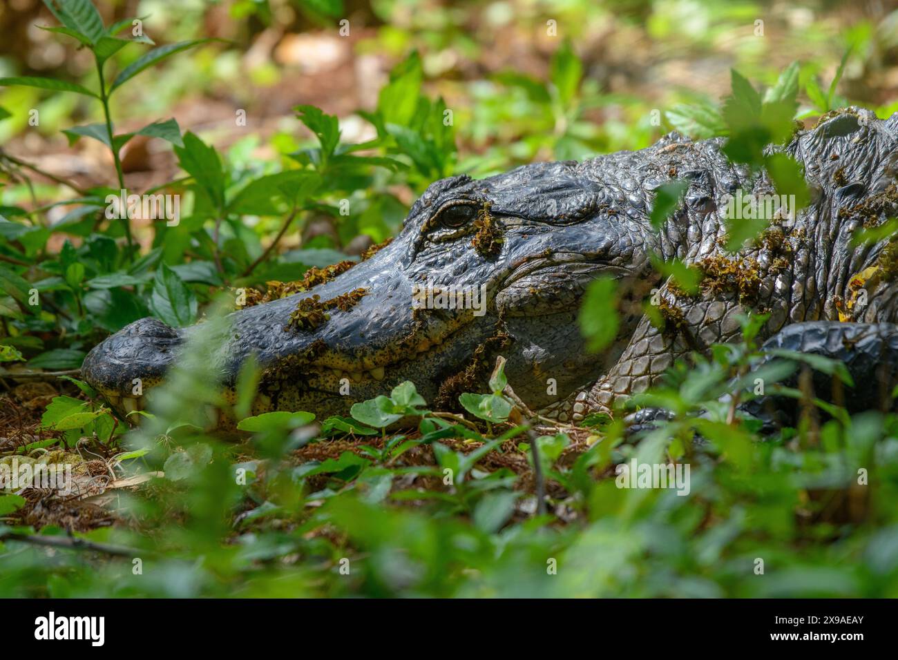 American alligator reptile hi-res stock photography and images - Alamy
