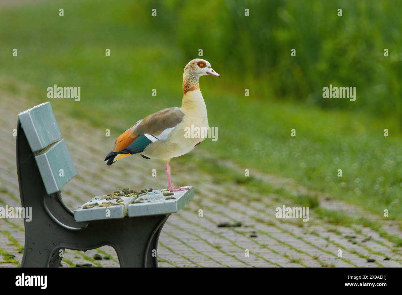 A duck is standing on a bench next to a baby duck. The scene is ...