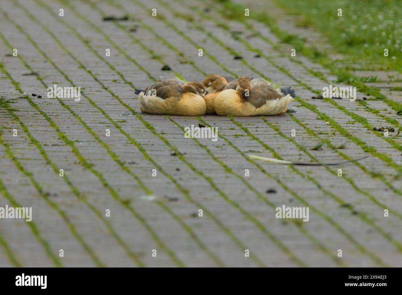 Three ducks are laying on a brick sidewalk. The ducks are small and ...