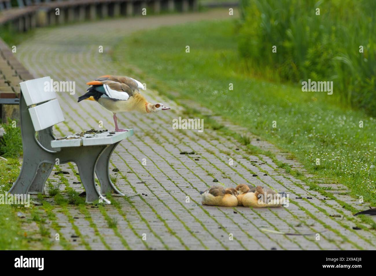 A duck is standing on a bench next to a baby duck. The scene is ...