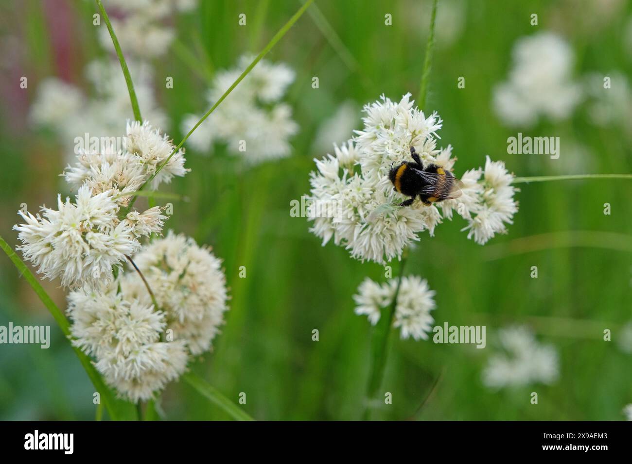 A bumble bee sat on White Luzula nivea, snow rush, in flower Stock ...