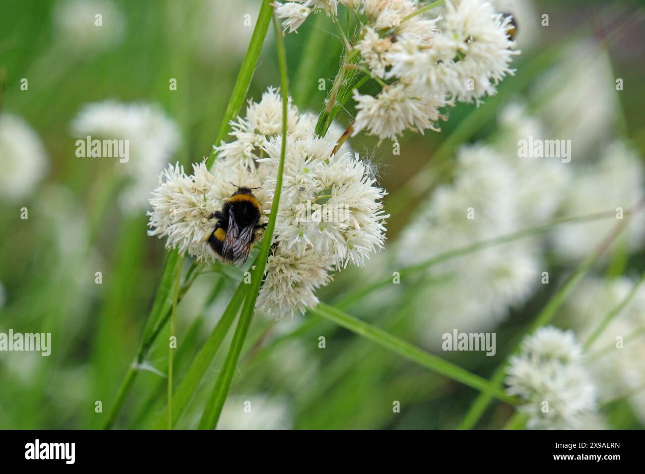 A bumble bee sat on White Luzula nivea, snow rush, in flower Stock ...
