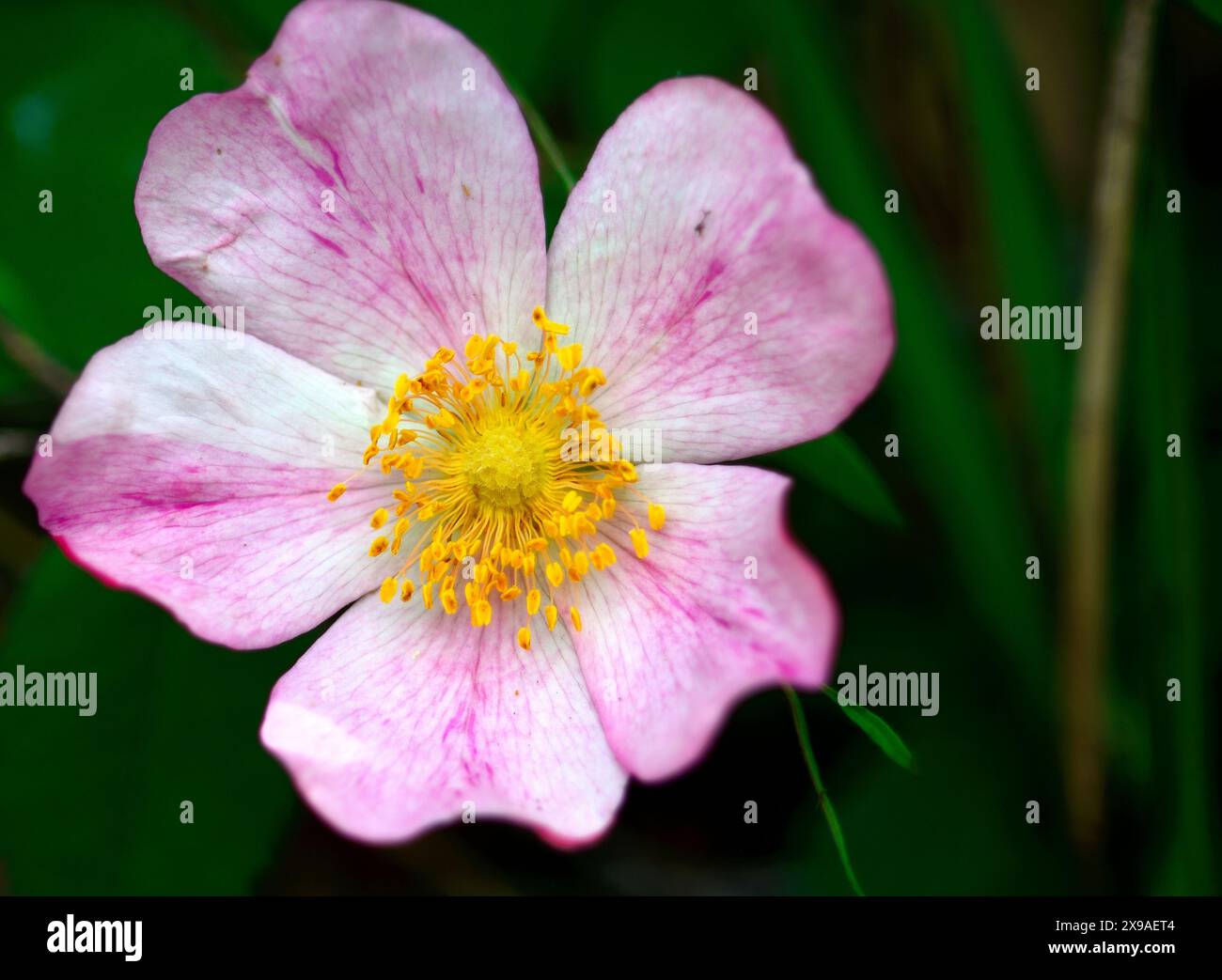 Pink Prairie Rose (Rosa setigera) Flower Stock Photo - Alamy