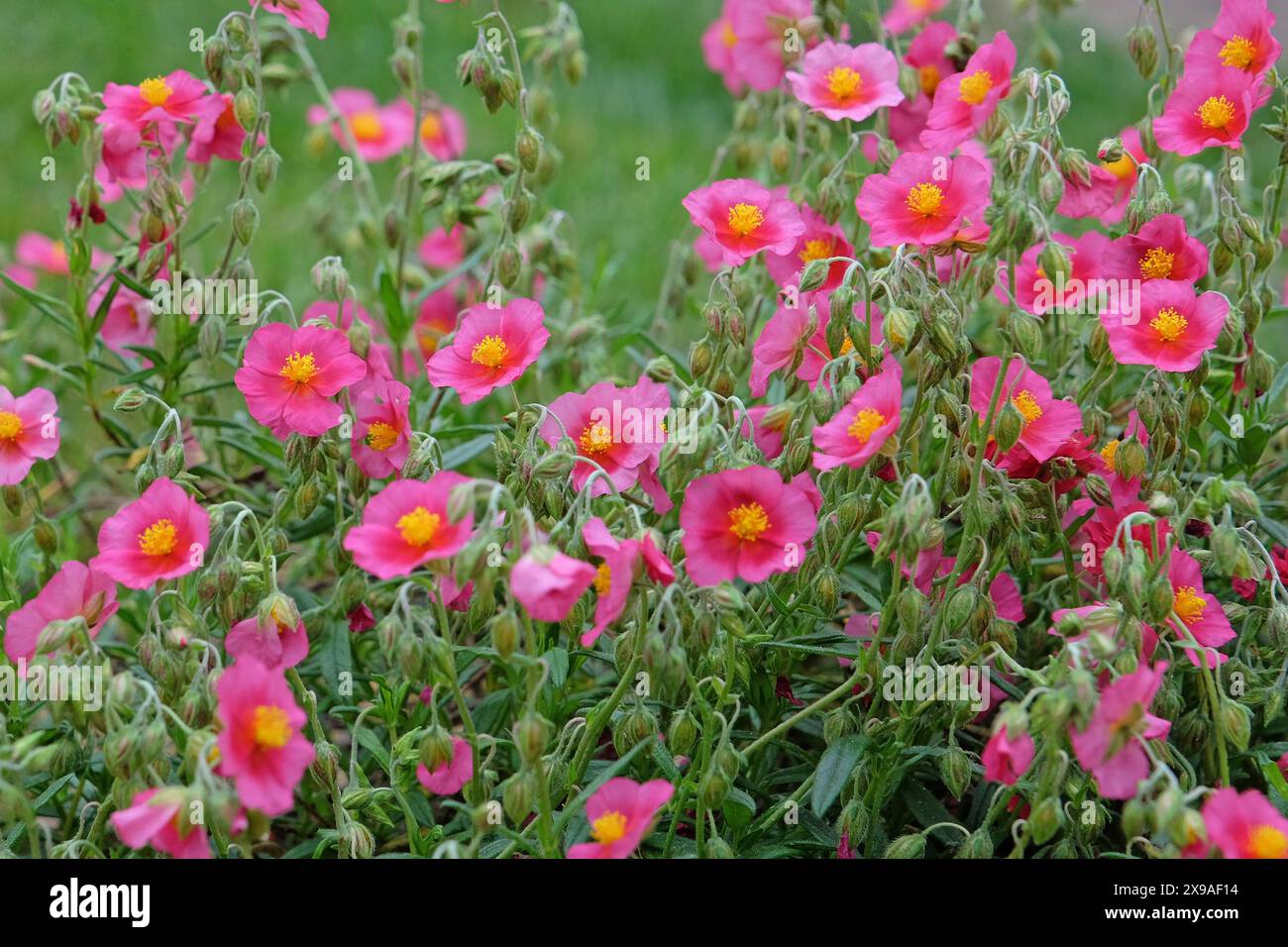 Pink Helianthemum sun rose ‘Ben Ledi’ in flower Stock Photo - Alamy