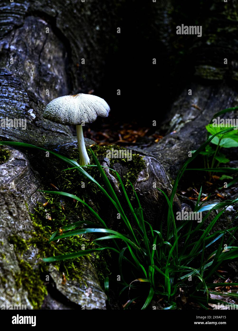Flora and fungi hi-res stock photography and images - Alamy