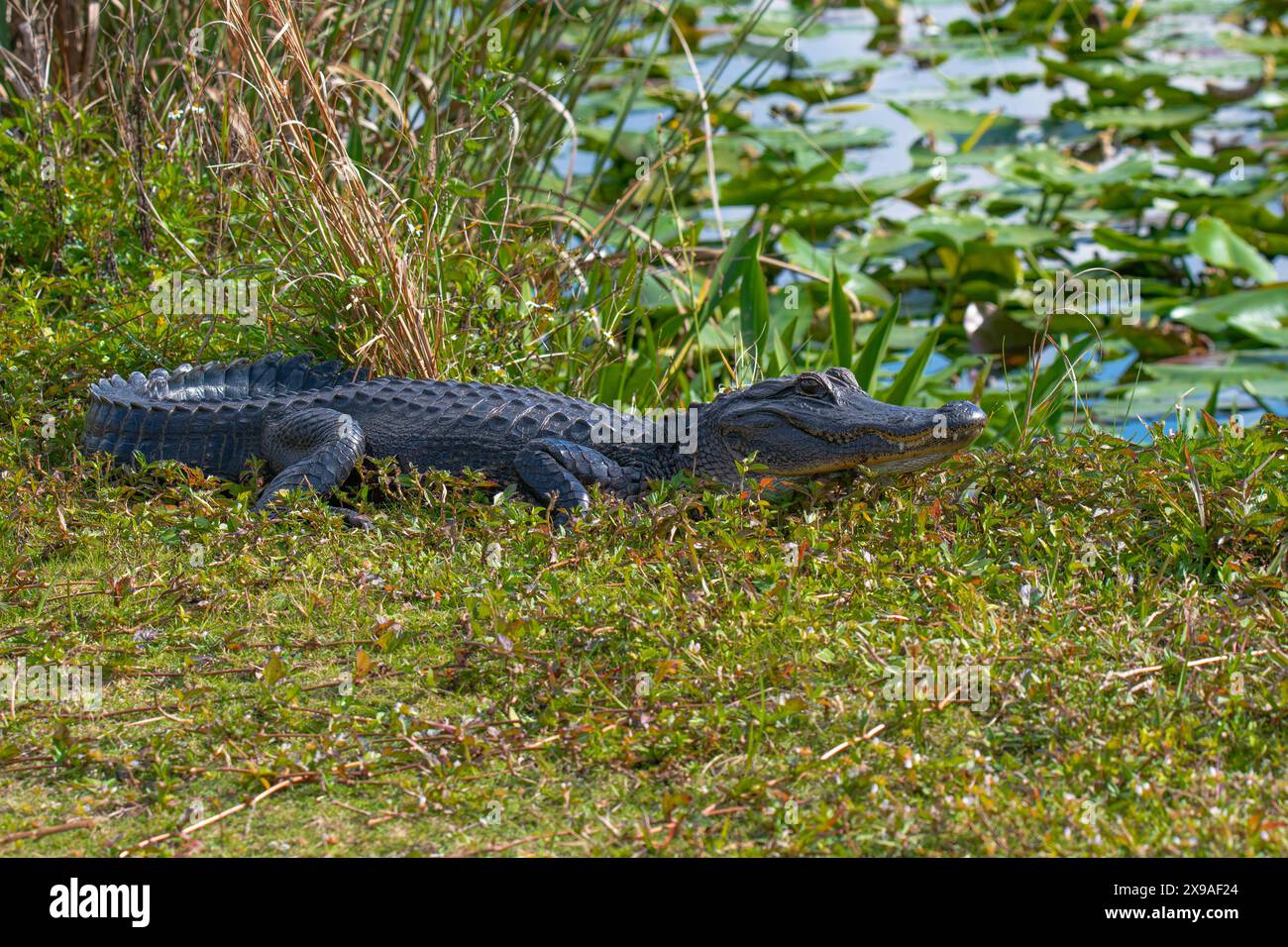Alligator resting on the bank Stock Photo - Alamy