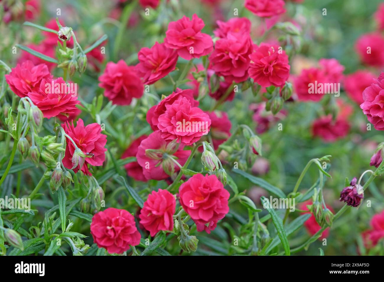 Red Helianthemum, common rock rose ‘Cerise Queen’ in flower Stock Photo ...