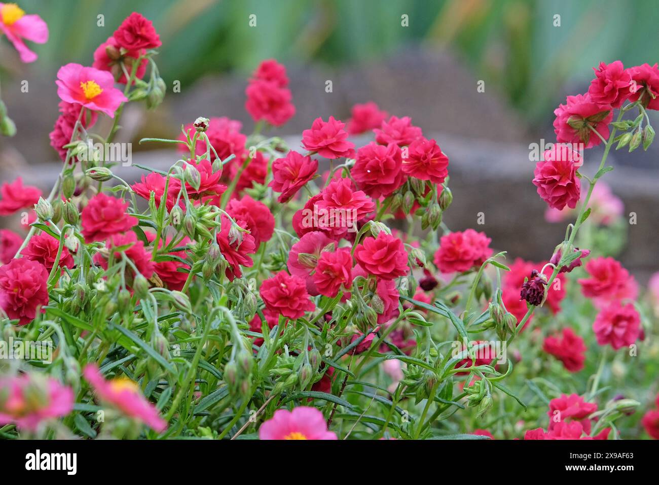 Red Helianthemum, common rock rose ‘Cerise Queen’ in flower Stock Photo ...