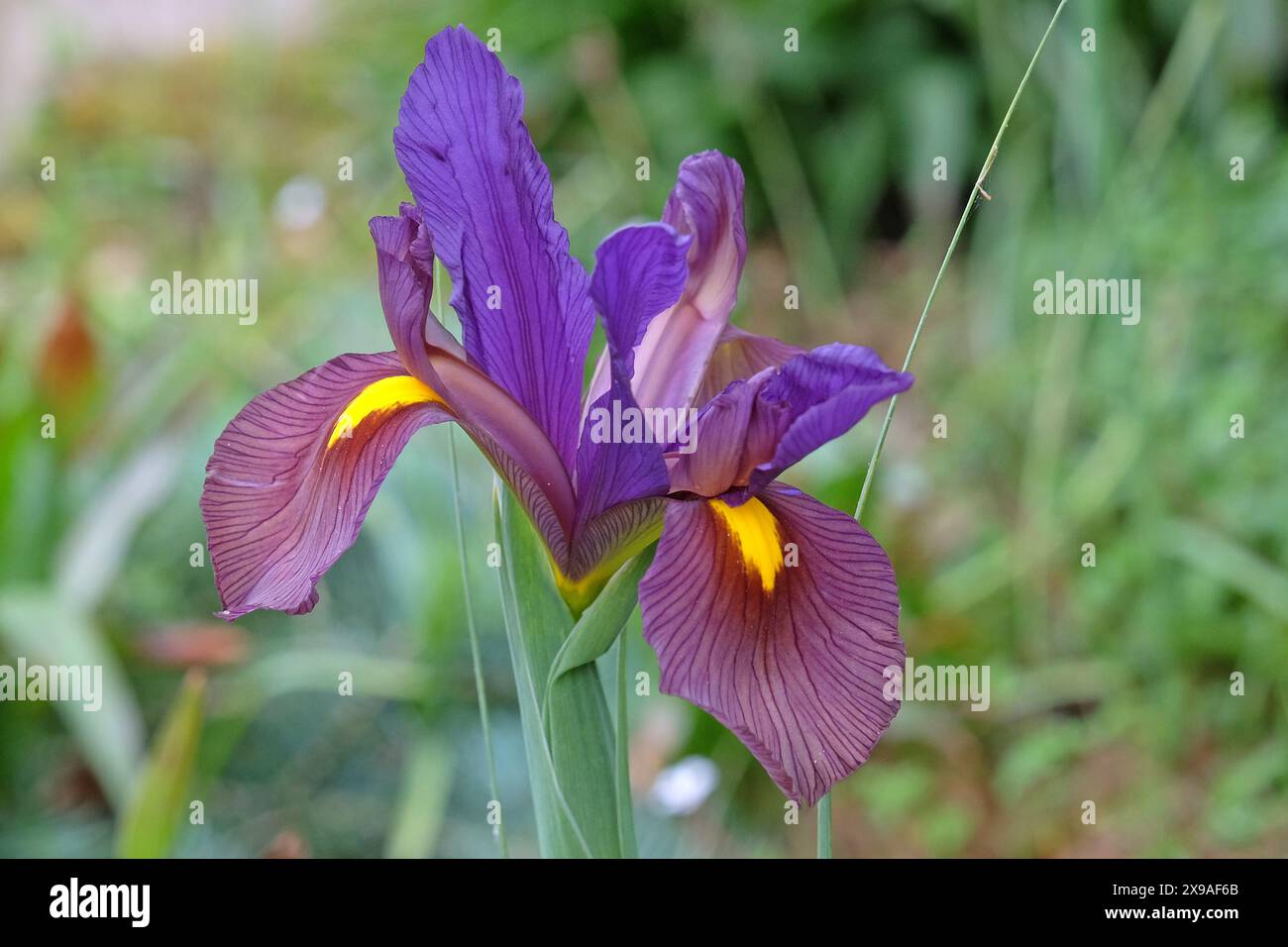 Blue purple and burgundy Dutch iris ‘Eye Of The Tiger’ in flower Stock ...