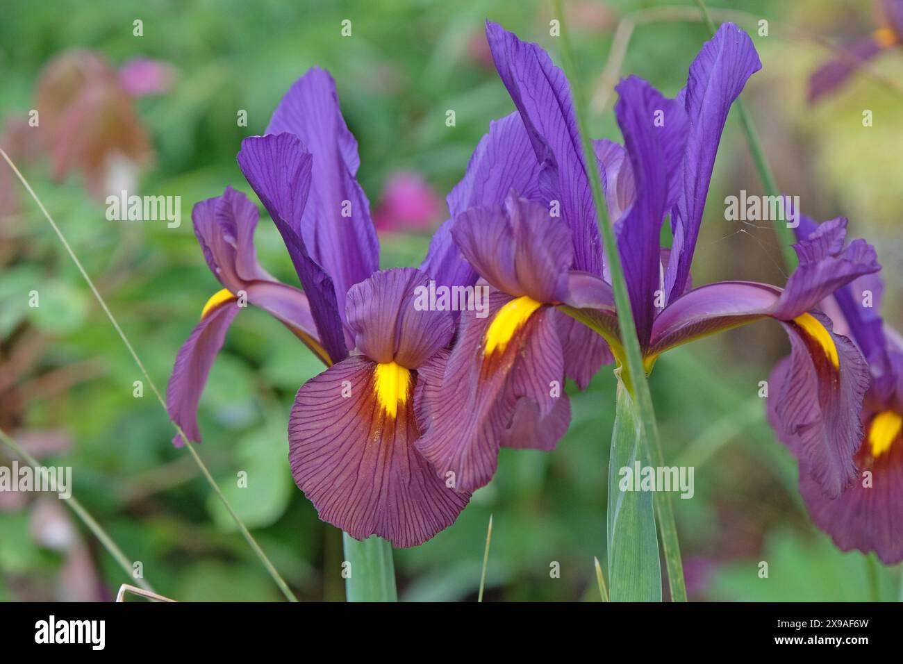 Blue purple and burgundy Dutch iris ‘Eye Of The Tiger’ in flower Stock ...