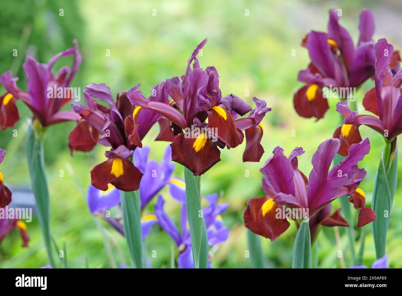 Dutch iris red ember hi-res stock photography and images - Alamy