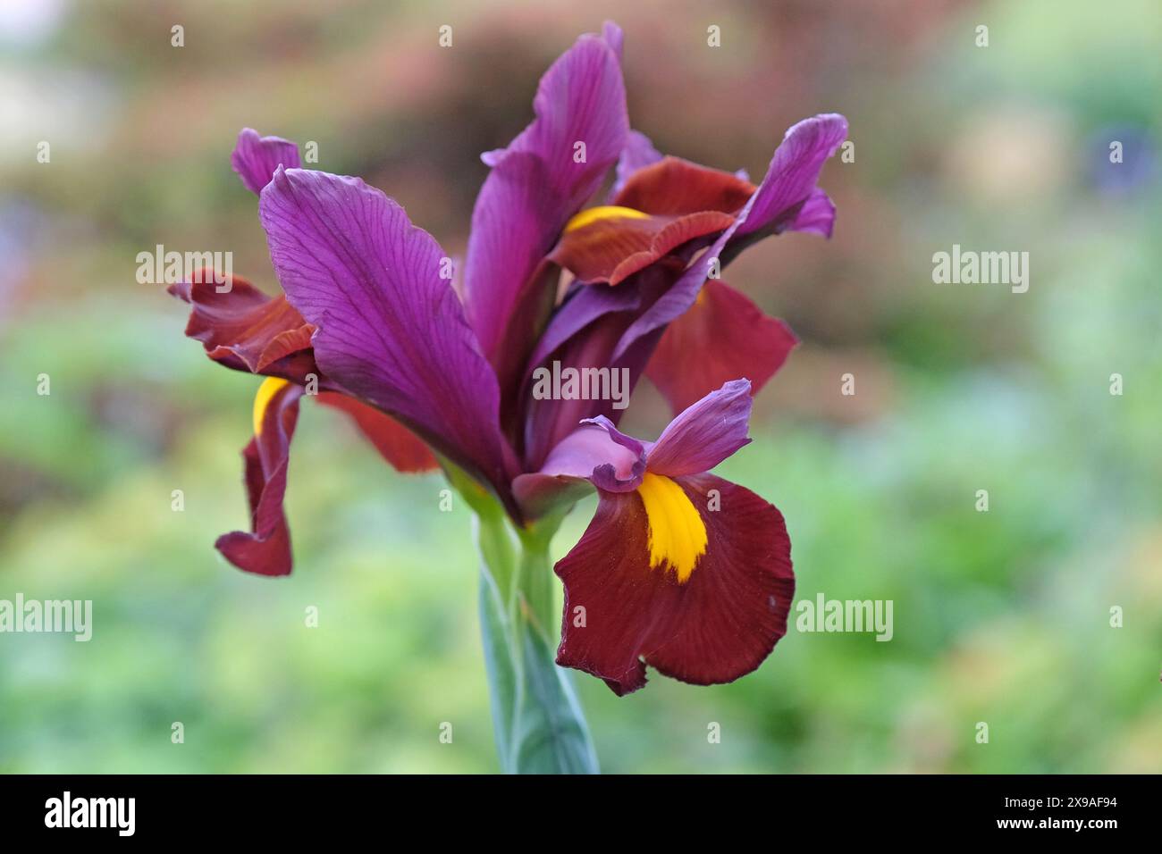 Dutch iris red ember hi-res stock photography and images - Alamy