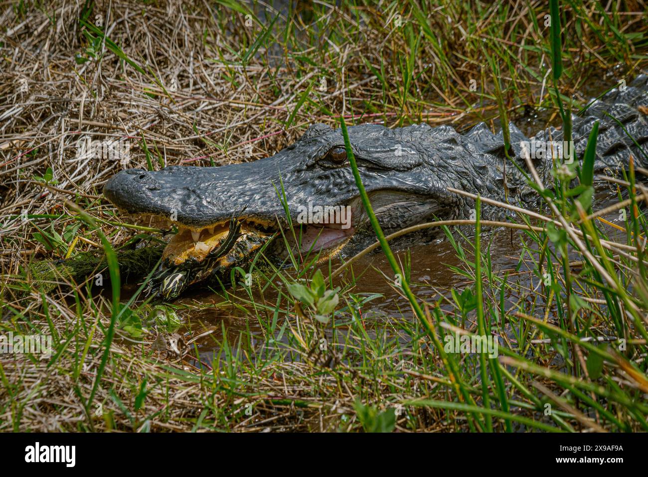 Alligator eating a turtle Stock Photo - Alamy