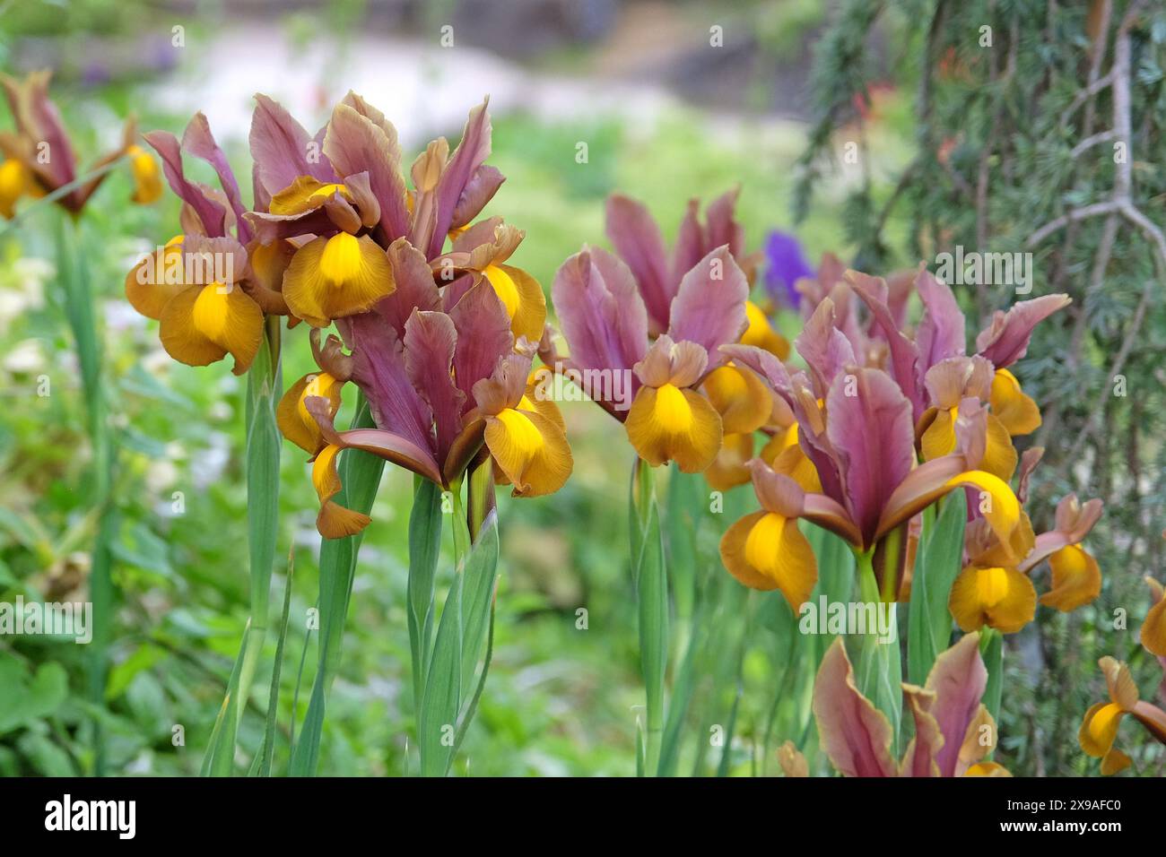 Pink, yellow and gold Iris hollandica, Dutch Iris ‘Autumn Princess’ in ...