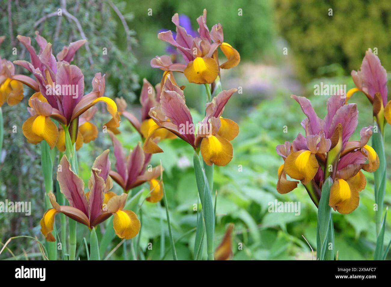 Iris hollandica autumn princess hi-res stock photography and images - Alamy