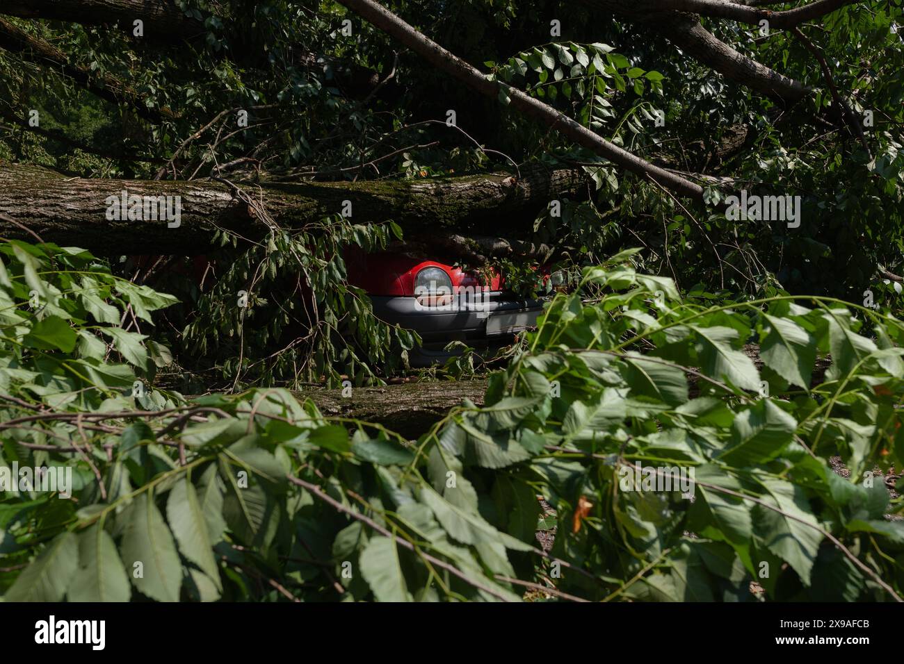 Red car smashed under fallen tree, storm aftermath Stock Photo - Alamy