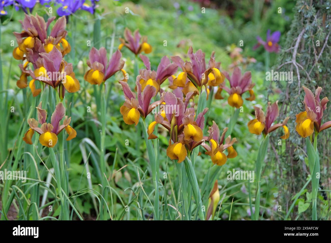 Pink, yellow and gold Iris hollandica, Dutch Iris ‘Autumn Princess’ in ...
