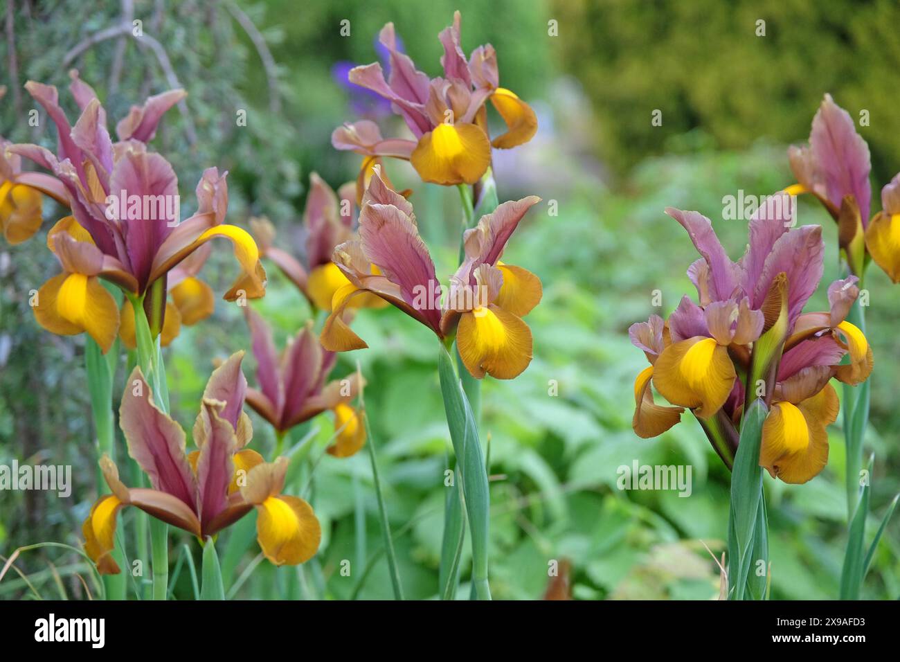 Pink, yellow and gold Iris hollandica, Dutch Iris ‘Autumn Princess’ in ...