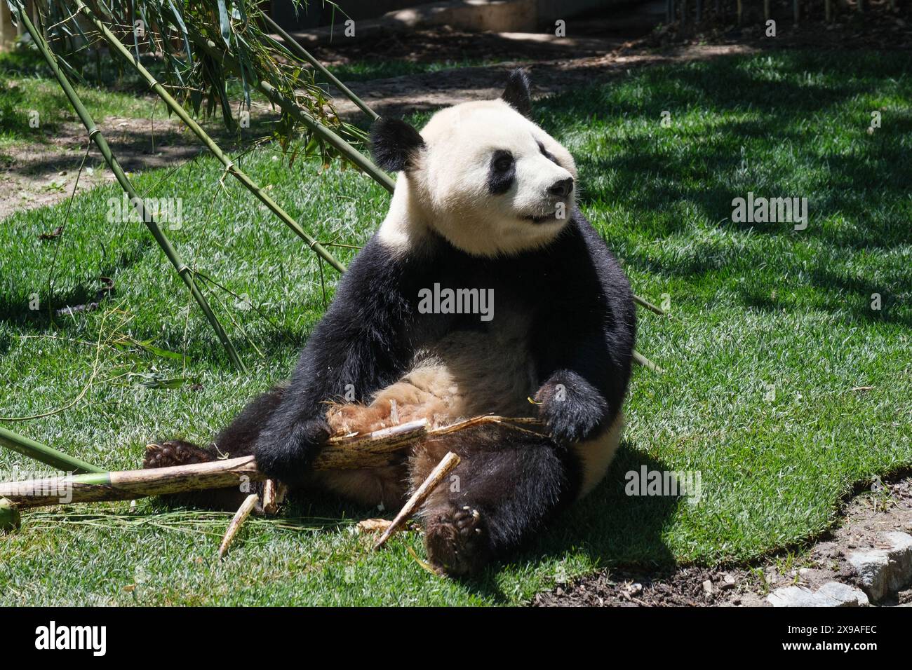 Madrid, Spain. 30th May, 2024. Queen Sofia of Spain presides over the ...