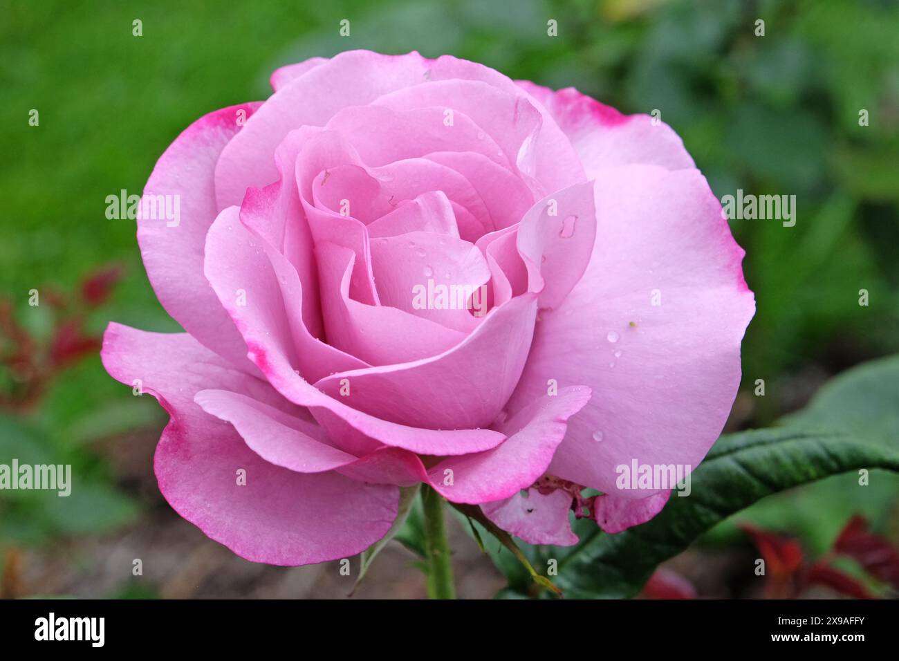 Pale lilac pink Hybrid Tea rose, rosa ‘Moody Blue’ in flower Stock ...