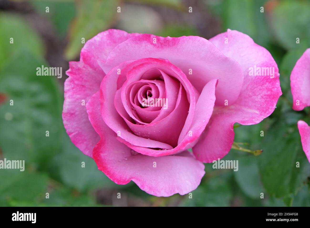 Pale lilac pink Hybrid Tea rose, rosa ‘Moody Blue’ in flower Stock ...