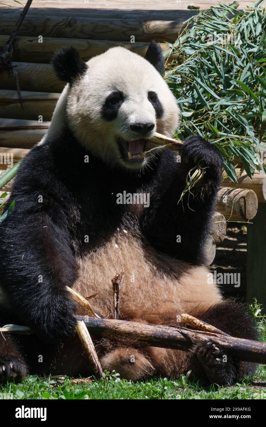 Madrid, Spain. 30th May, 2024. Queen Sofia of Spain presides over the ...
