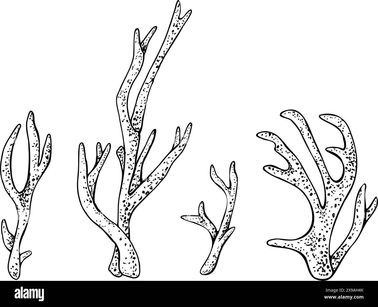 A set of ocean, sea underwater coral branches. Hand drawn vector ...