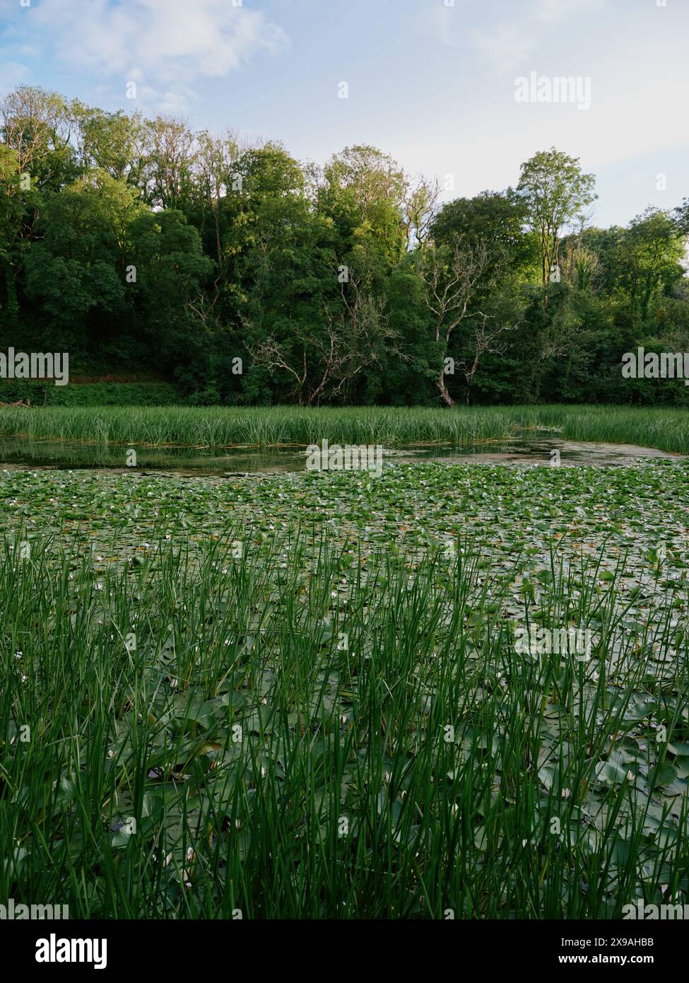 The summer evening Water Lily pond landscape of Stackpole Pembrokeshire ...