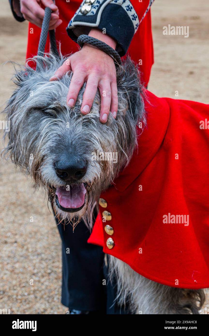 London, UK. 30th May, 2024. Irish Guards Regimental Mascot, the Irish ...