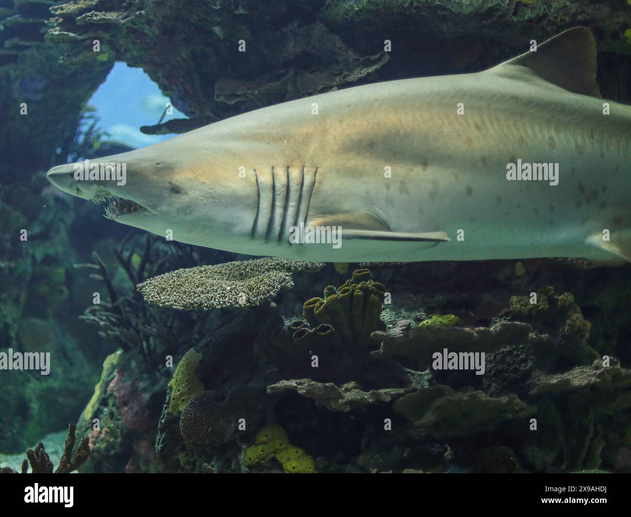Bull sharks and fishing hi-res stock photography and images - Alamy