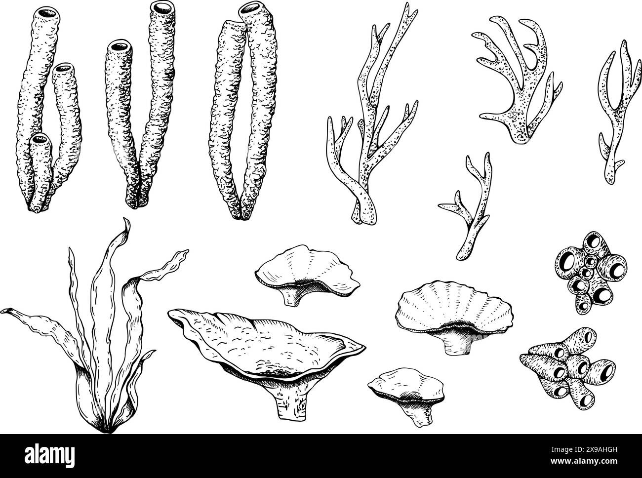 A set of underwater seaweeds and corals. Hand drawn graphic black and ...