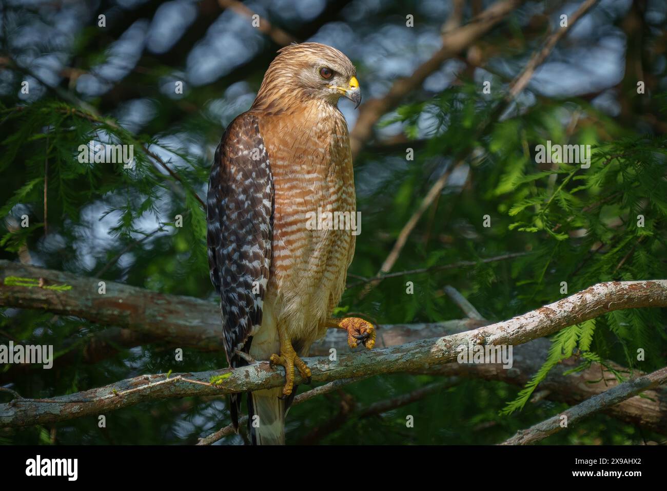 Red shouldered hawk sharp hi-res stock photography and images - Alamy
