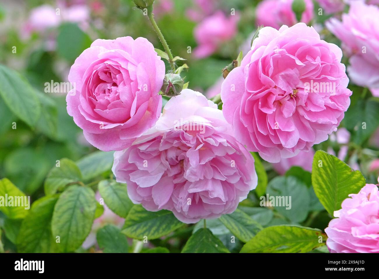 Pink English shrub rose, rosa harlow carr ‘aushouse’ in flower Stock ...