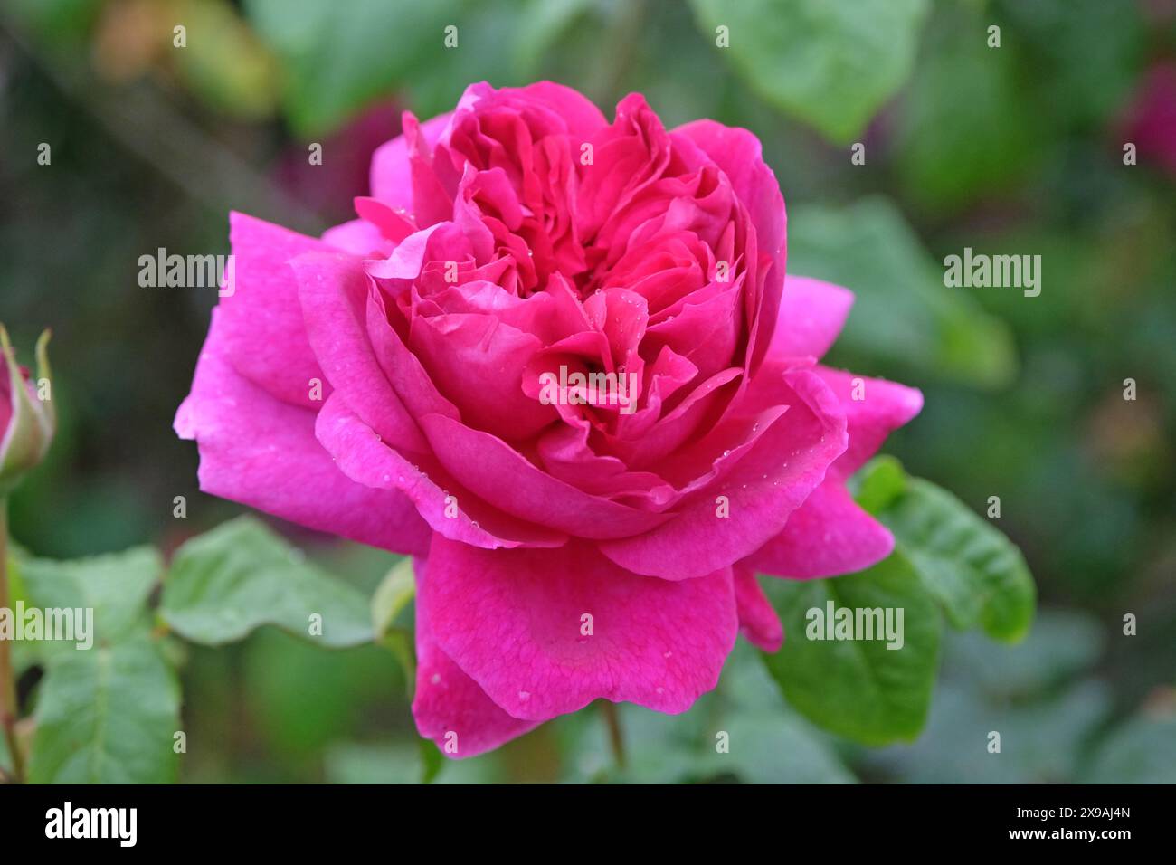 Old english rose hi-res stock photography and images - Alamy